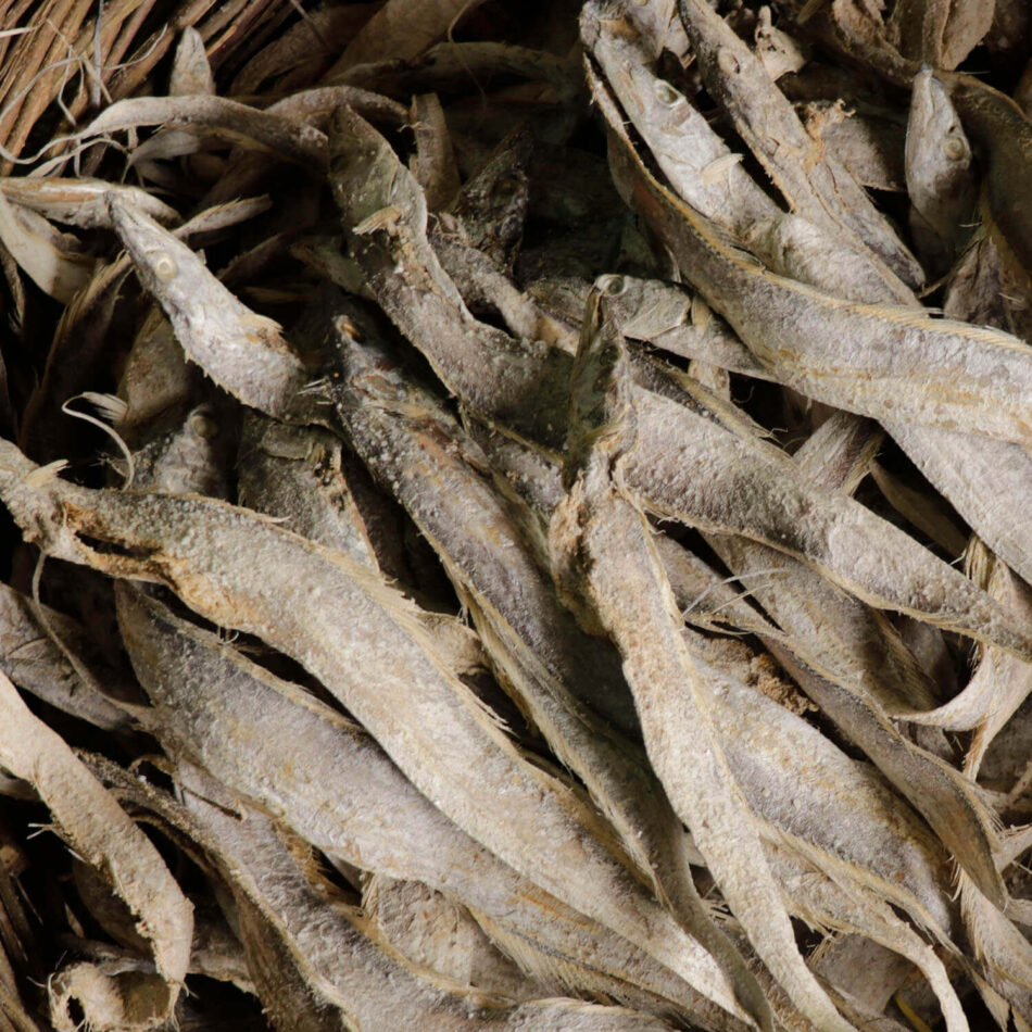 Ribbon Fish (Vaala) - kadarkadai